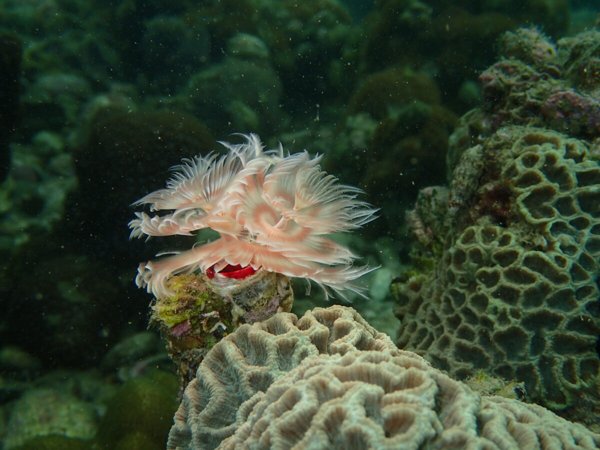 Introduction to Marine Sustainability (aka Coral Monitoring) Quan Cai ...